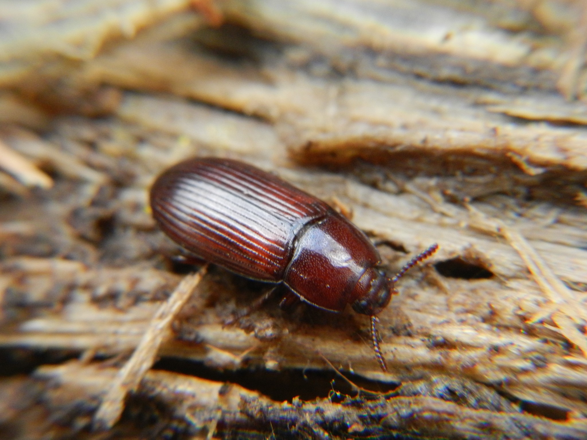 Uloma culinaris (Linnaeus, 1758)