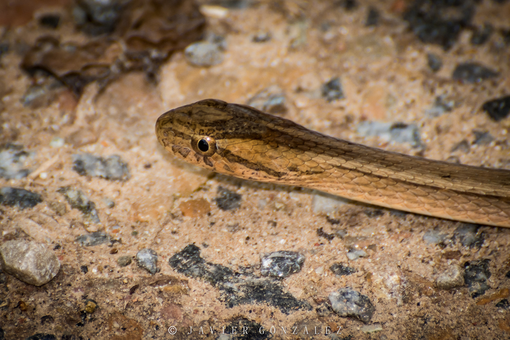 Keeled Sepia Snake from RECS on March 16, 2019 at 03:38 PM by Javier ...