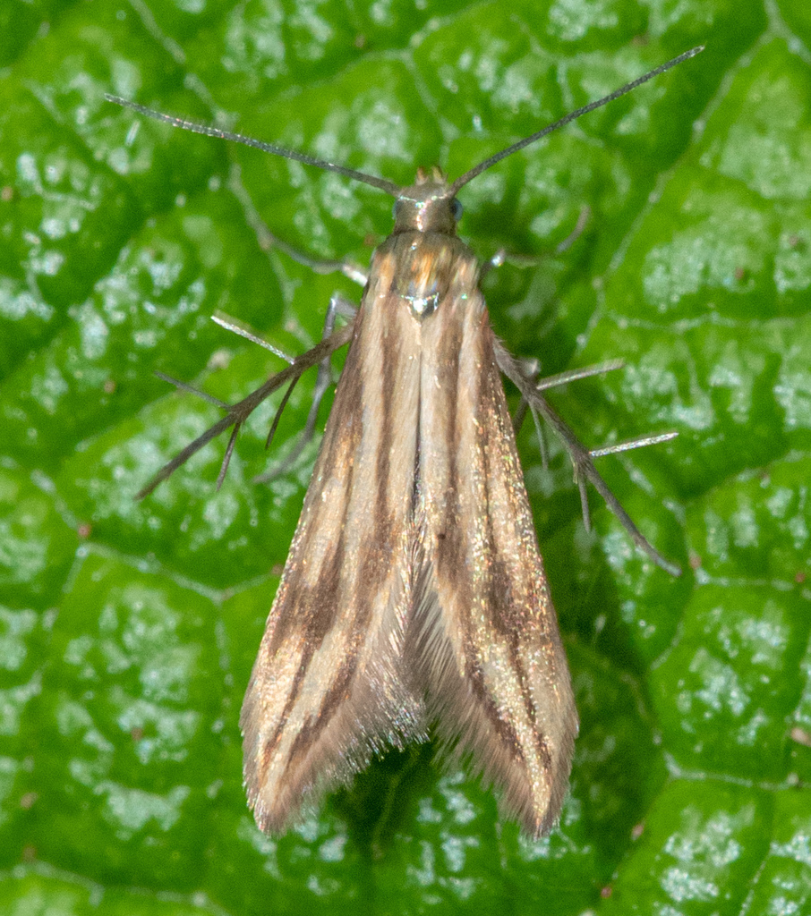 Blackberry Skeletonizer from Mendocino County, CA, USA on April 30 ...