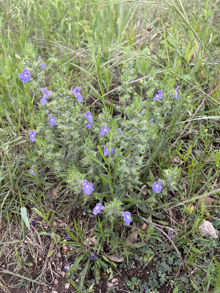 Texas Sage from Latta Branch Greenbelt, Austin, TX, US on May 1, 2022 ...