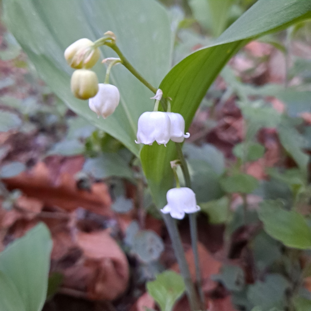 Asian Lily-of-the-Valley from Namyangju-si, Gyeonggi-do, South Korea on ...