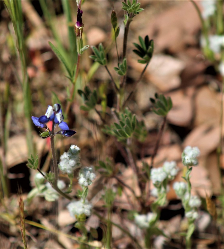 Miniature Lupine from San Diego County, CA, USA on April 29, 2022 at 11 ...