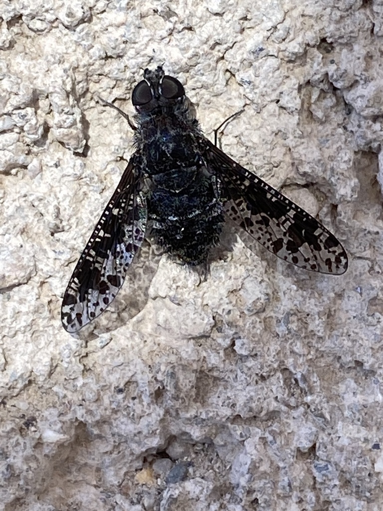 Charcoal Bee Flies from Arizona-Sonora Desert Museum, Tucson, AZ, US on ...