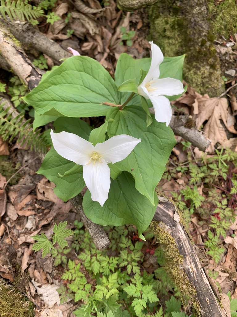Pacific trillium from Lower Sumas Mountain, Abbotsford, BC, CA on May ...