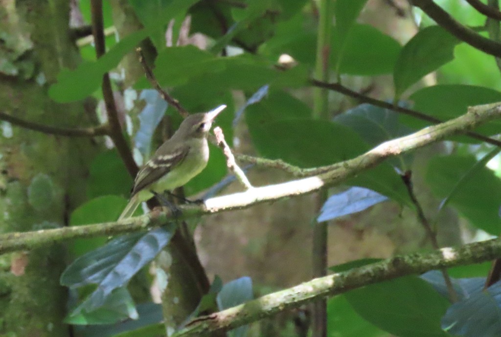 Cocos Flycatcher in March 2022 by Oliver Komar · iNaturalist