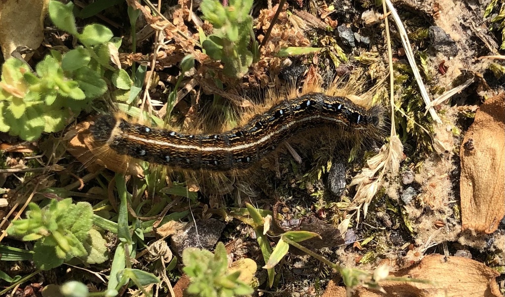Eastern Tent Caterpillar Moth from Dunncroft Castle Point Park, Glen ...