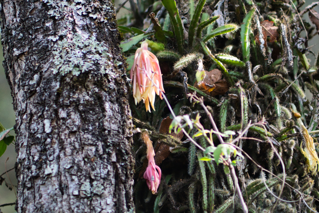 Disocactus crenatus from Reserva Moxviquil on May 01, 2022 at 10:10 AM ...