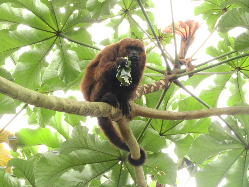 Brown Howler Monkey (Alouatta guariba) - Know Your Mammals