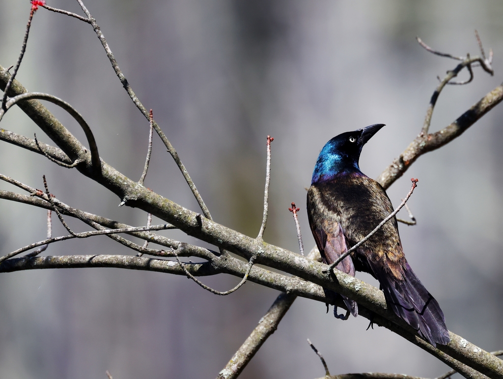 Common Grackle from Wrentham, MA, USA on May 1, 2022 at 12:35 PM by ...