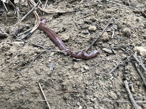Earth Snakes (Conopsis) - Snakes and Lizards