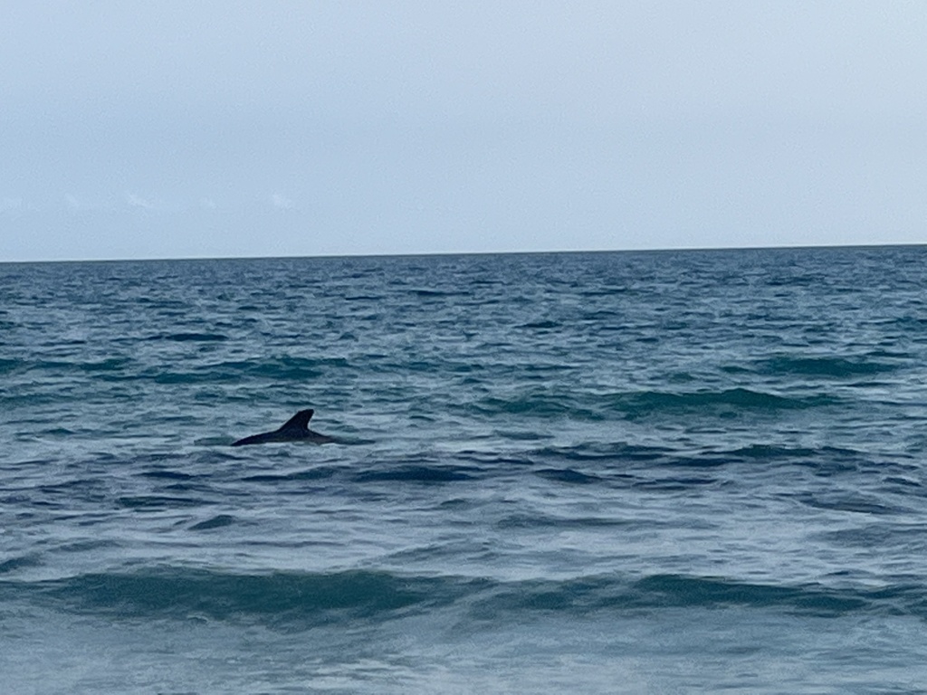 Common Bottlenose Dolphin from Atlantic Beach, NC, US on April 30, 2022 ...