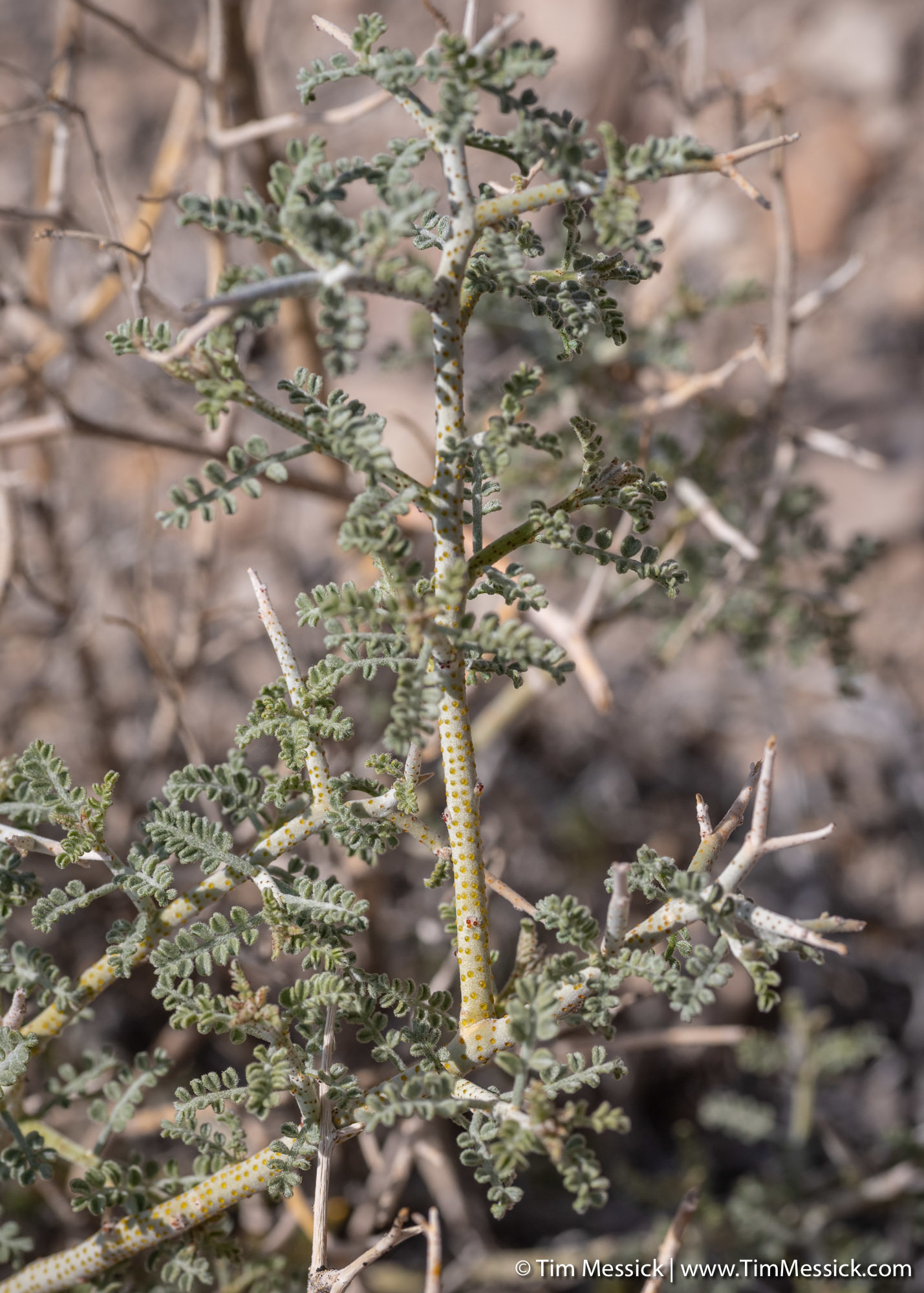 Psorothamnus polydenius (Torr.) Rydb.