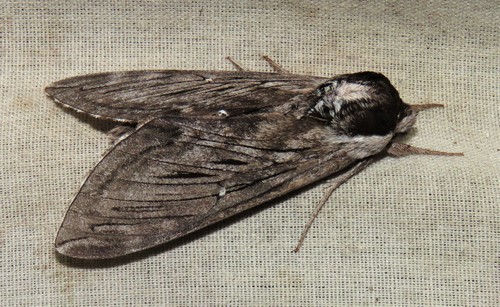 Apple Sphinxes (Complex Sphinx gordius) · iNaturalist