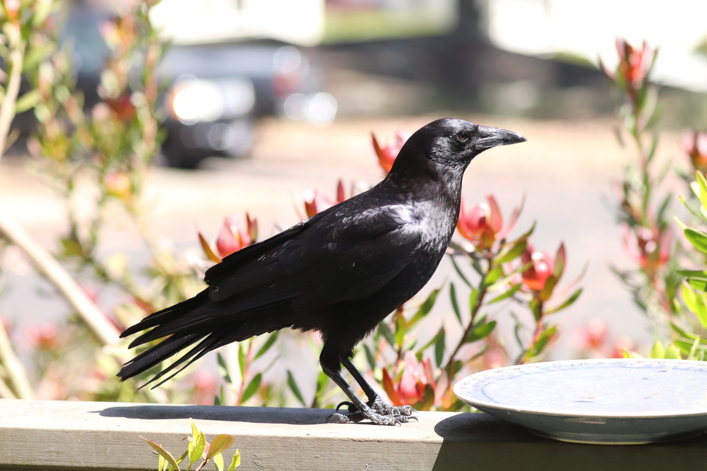 American Crow from Presidio of San Francisco, San Francisco, CA, USA on ...