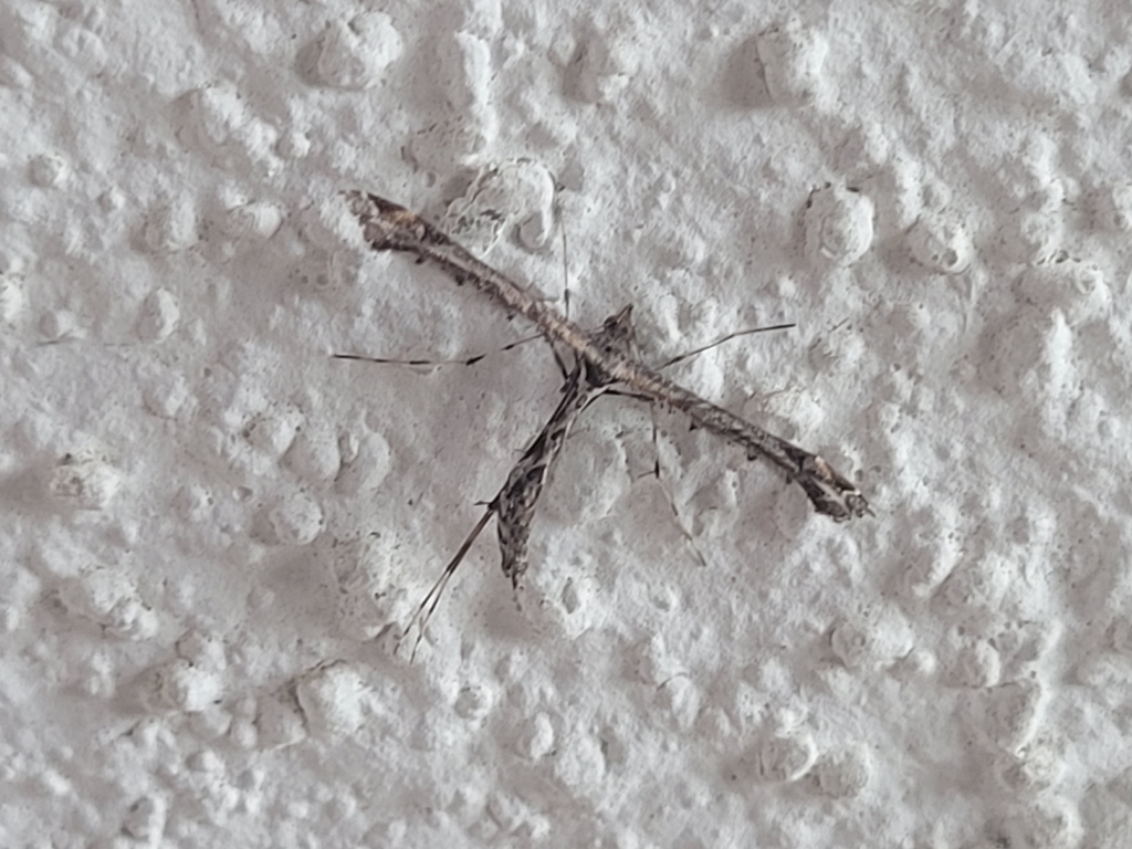 Sage Plume Moth from Rolando Park, San Diego, CA 92115, USA on May 1 ...