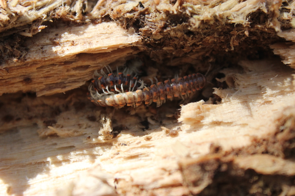 Auturus evides from Franklin County, MO, USA on April 18, 2022 at 11:12 ...