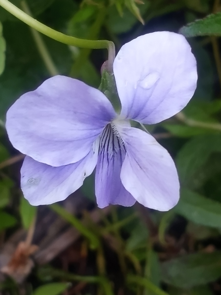 common blue violet from Federalsburg, MD 21632, USA on May 01, 2022 at ...