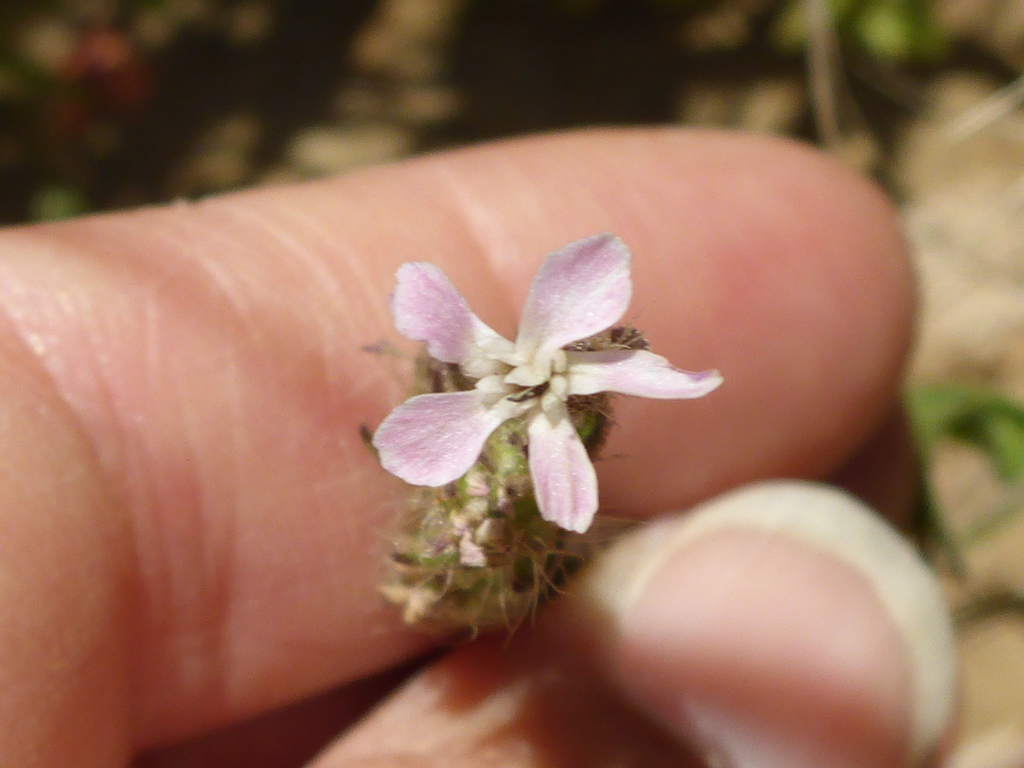 Small-flowered Catchfly from Solano, California, United States on April ...
