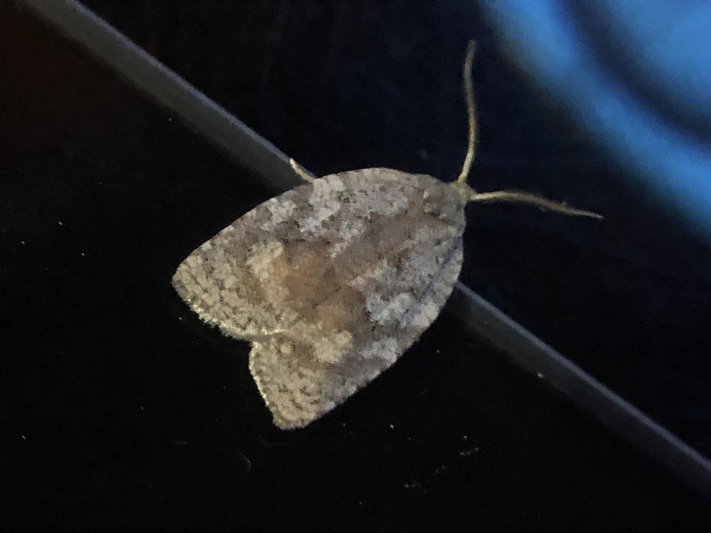 White-lined Leafroller Moth from Rocky Fork Rd, Logan, OH, US on April ...