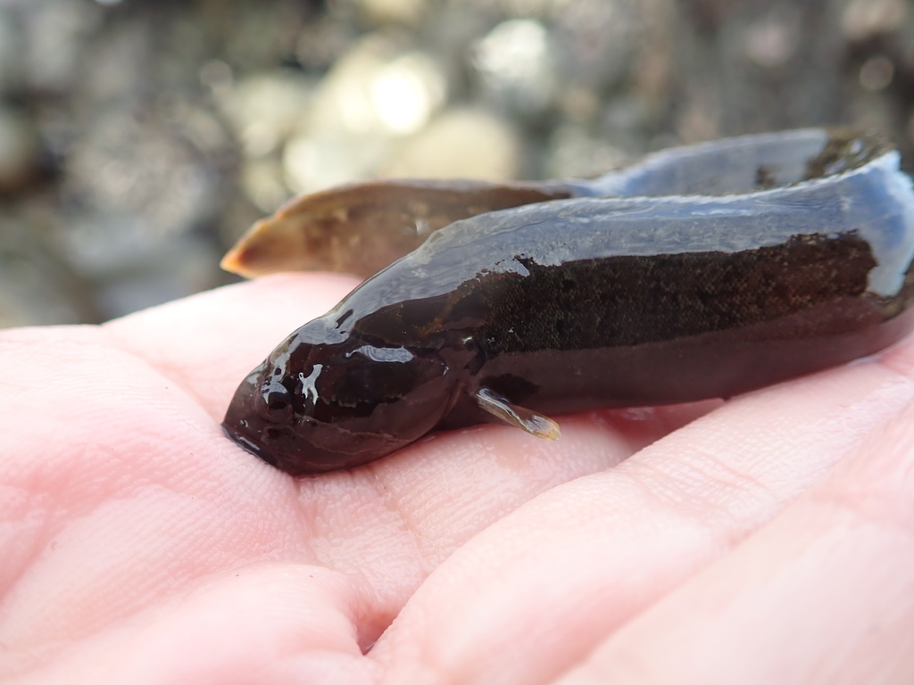 Monkey-faced Prickleback (Cebidichthys violaceus) - Marine Life ...