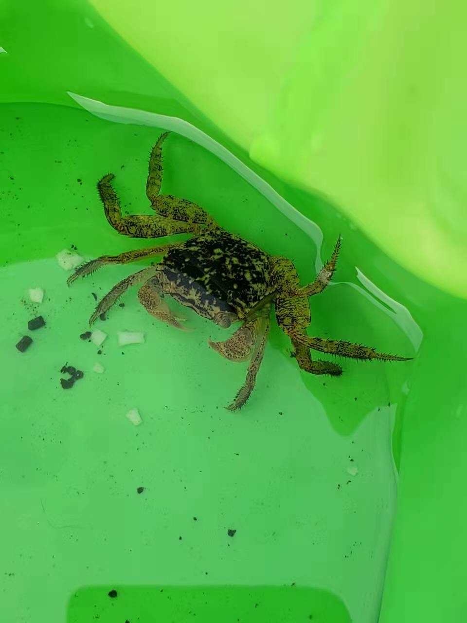 Parasesarma pictum (De Haan, 1835)