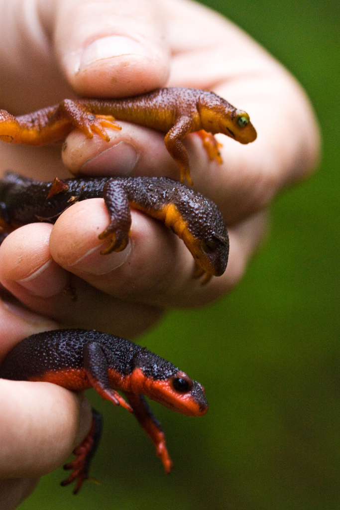 Rough-skinned Newt in November 2010 by Ken-ichi Ueda. Encountering all ...
