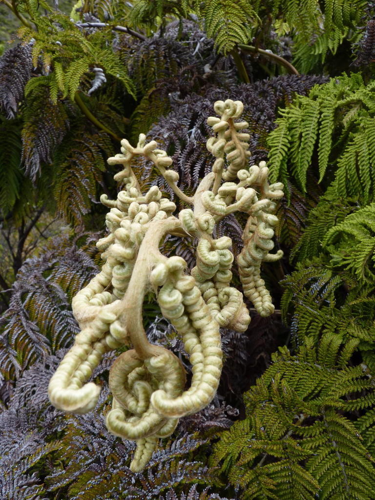 diamondleaf fern from Valparaiso, Valparaíso, Chile on February 03 ...