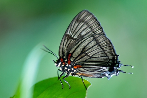 Atlides cosa · iNaturalist Mexico