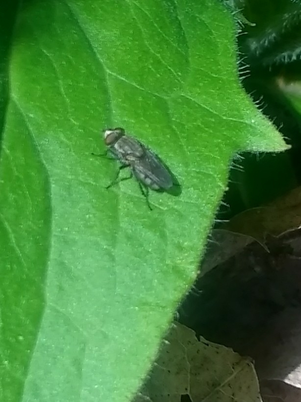 Flies in May 2022 by Pam Phillips · iNaturalist
