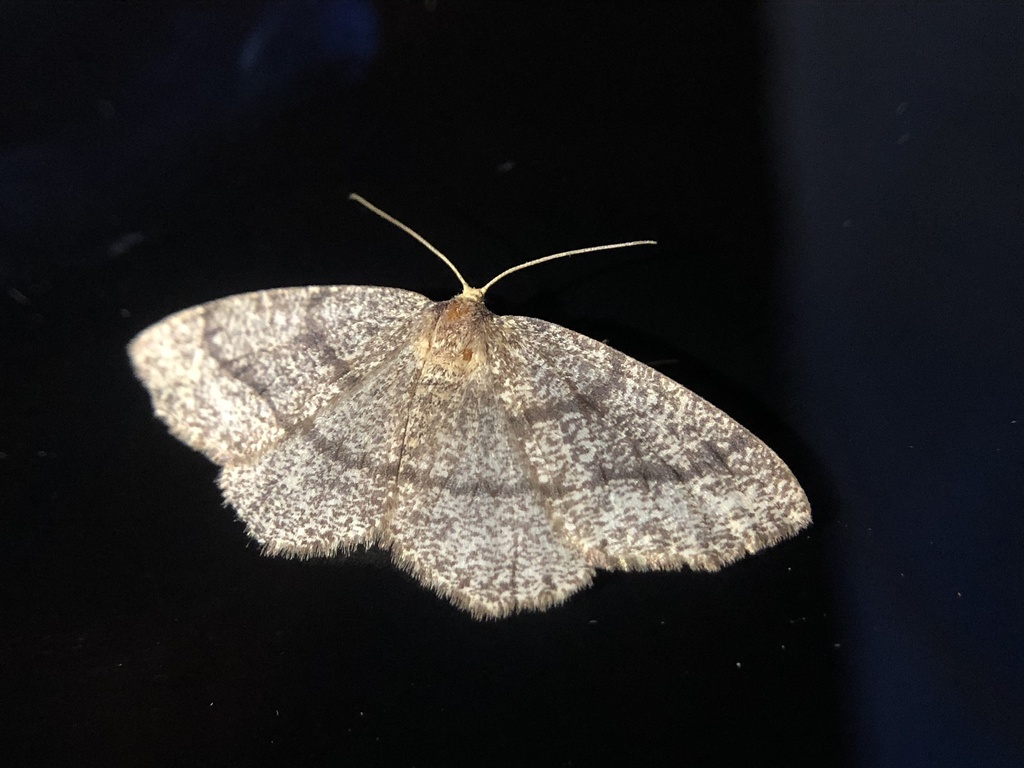 Curved-lined Looper Moth from Rocky Fork Rd, Logan, OH, US on May 1 ...
