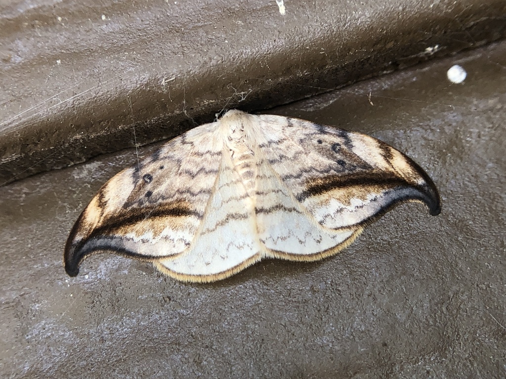 Arched Hooktip Moth from Hocking Hills State Park, Logan, OH, US on May ...