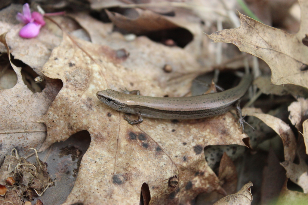 Little Brown Skink from St Charles County, MO, USA on April 23, 2022 at ...