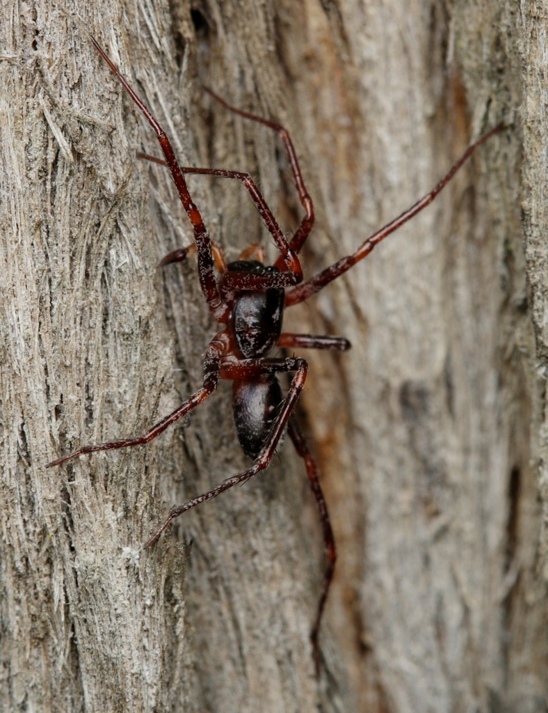 Adam Parson's Swift Spider from Boneo VIC 3939, Australia on February ...