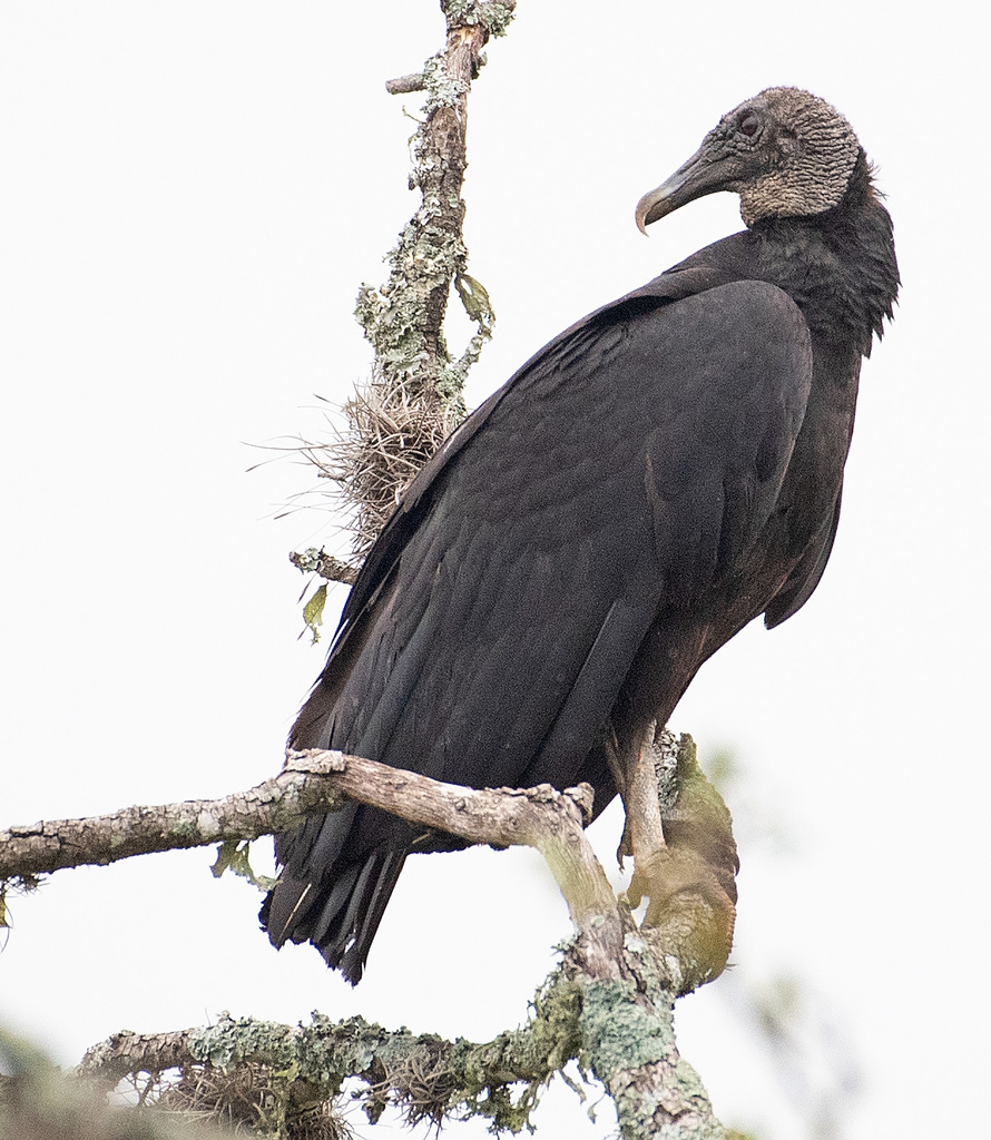 Black Vulture from Kendall County, TX, USA on May 01, 2022 at 09:08 AM ...