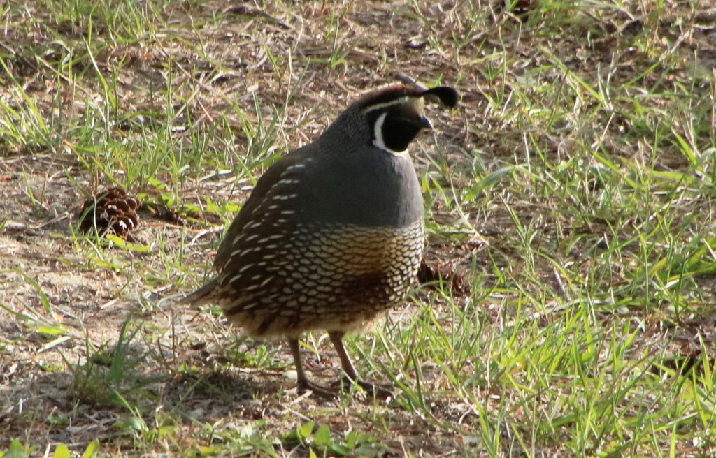 California Quail from Upper Booth Rd N, Kelowna, BC V1X 7V7, Canada on ...