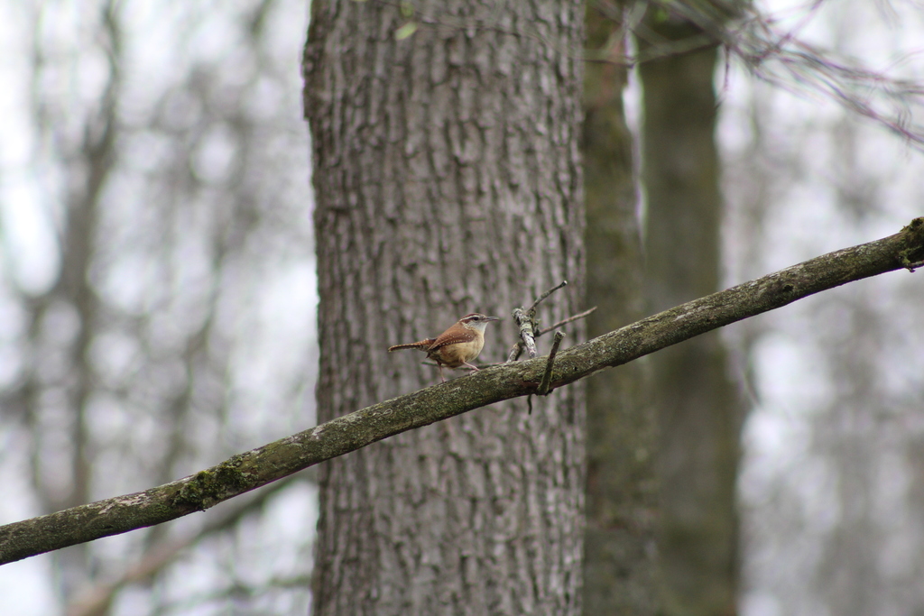 Carolina Wren from Stark County, OH, USA on May 01, 2022 at 01:03 PM by ...