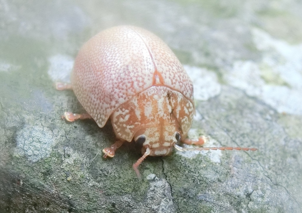 Paropsis atomaria from 台灣彰化縣 on April 30, 2022 at 10:35 AM by r88621108 ...