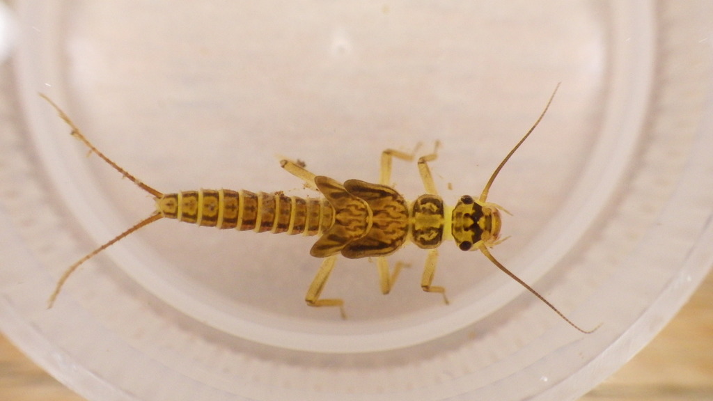 Isoperla from Bucks County, PA, USA on May 01, 2022 at 10:01 PM by ...