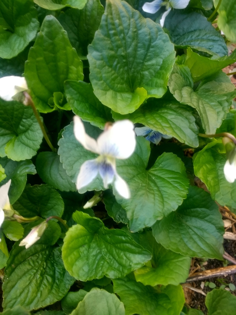 common blue violet in May 2022 by Pam Phillips · iNaturalist
