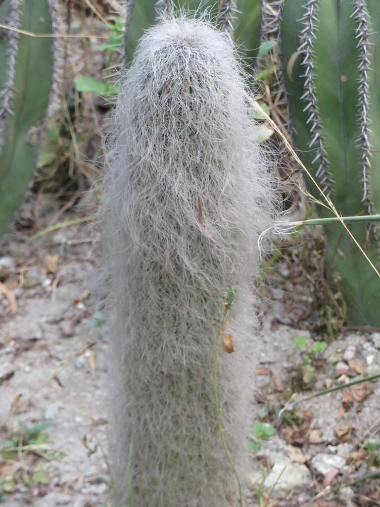 old man cactus in May 2022 by Jesús Juárez Reyes · iNaturalist