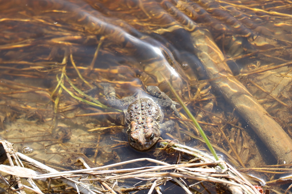 American Toad from Quebec, Canada on May 01, 2022 at 04:30 PM by Henry ...