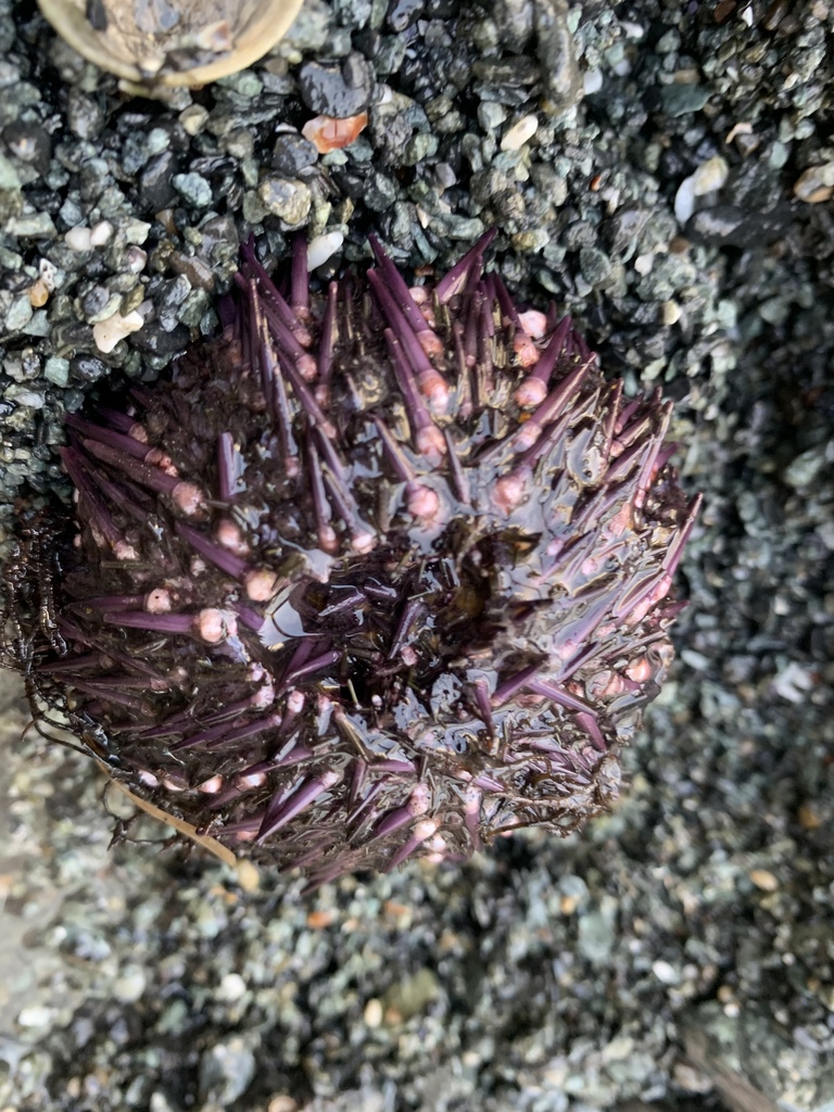 Pacific Purple Sea Urchin from crescent city, California on May 01 ...