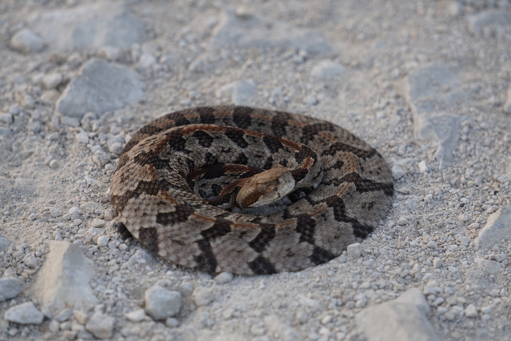 Timber Rattlesnake from Sadler, TX, US on April 30, 2022 at 07:42 PM by ...
