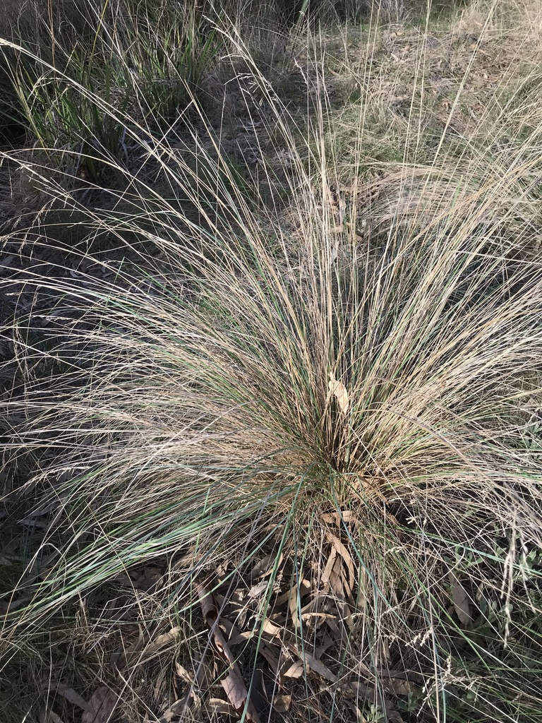 common tussock grass (Poa labillardierei) - Botanical Realm