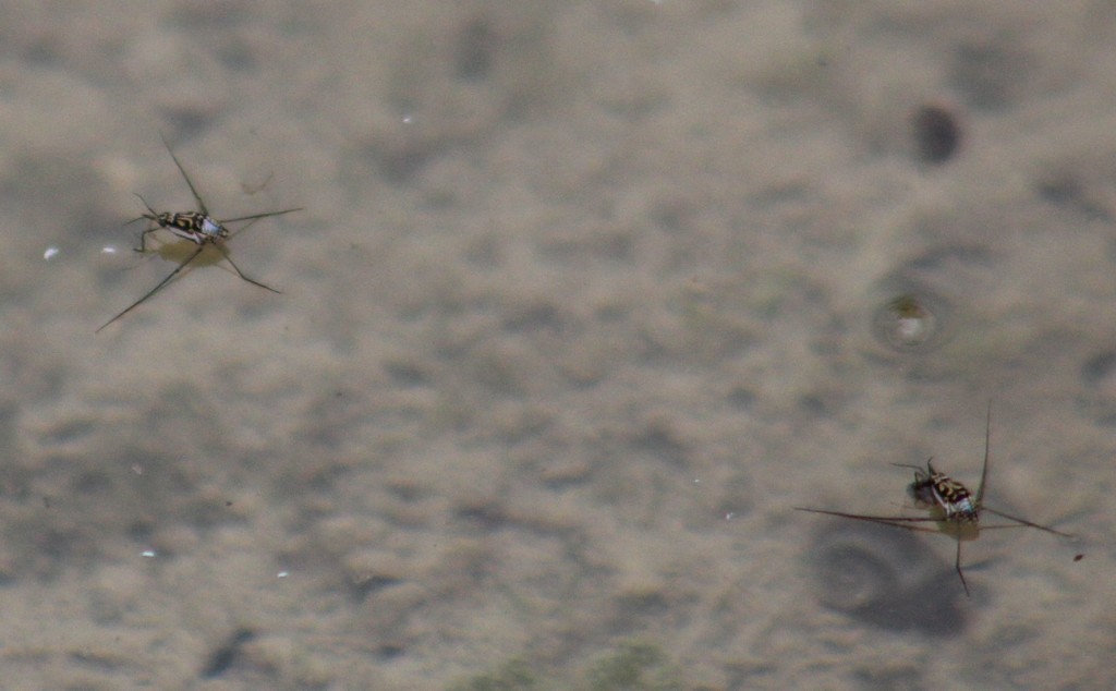 Trepobates subnitidus from Blanco County, TX, USA on May 01, 2022 at 09 ...