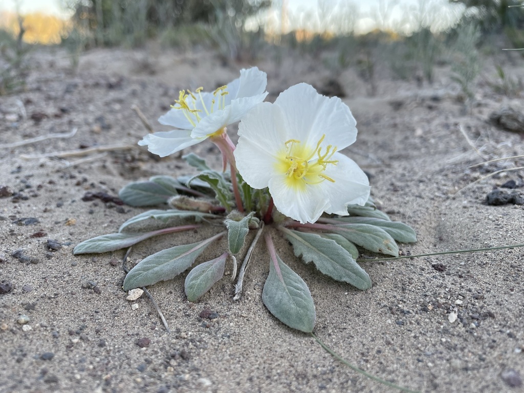 fragrant evening primrose from Churchill, Nevada, United States on ...