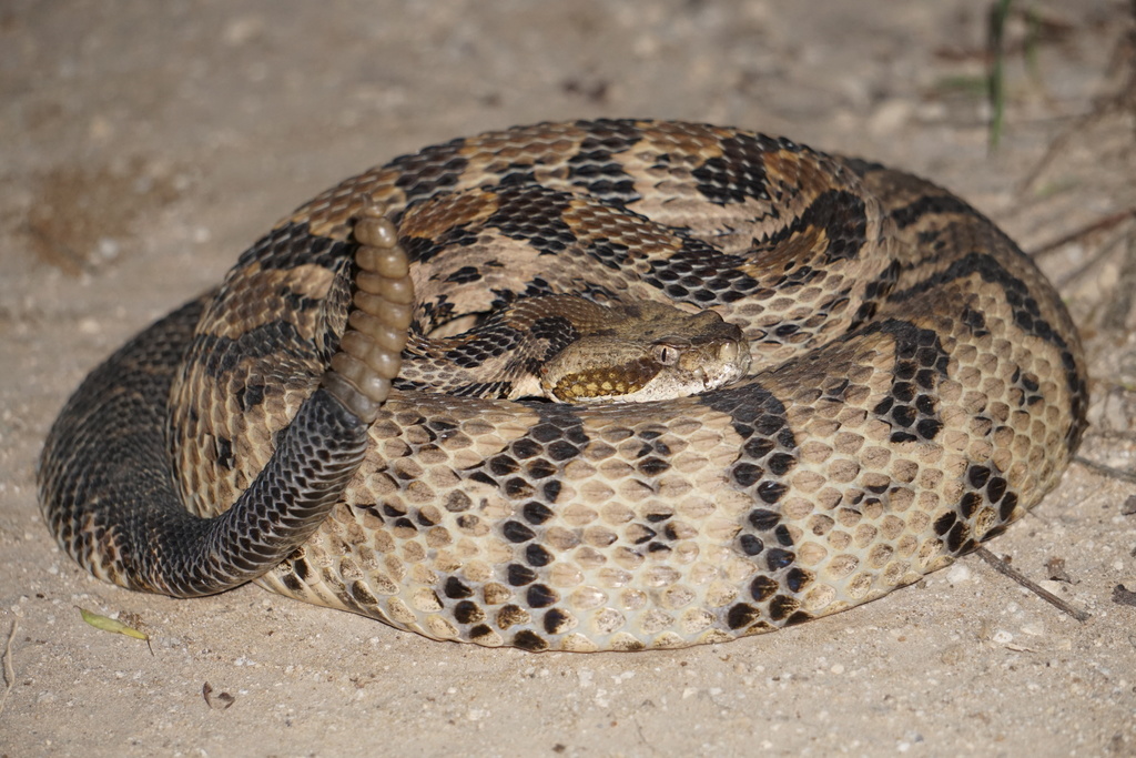 Timber Rattlesnake from J Pad, Sadler, TX, US on April 30, 2022 at 08: ...