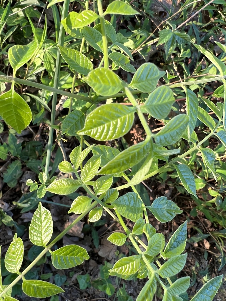 blue ash from Cherokee Park, Louisville, KY, US on May 01, 2022 at 07: ...
