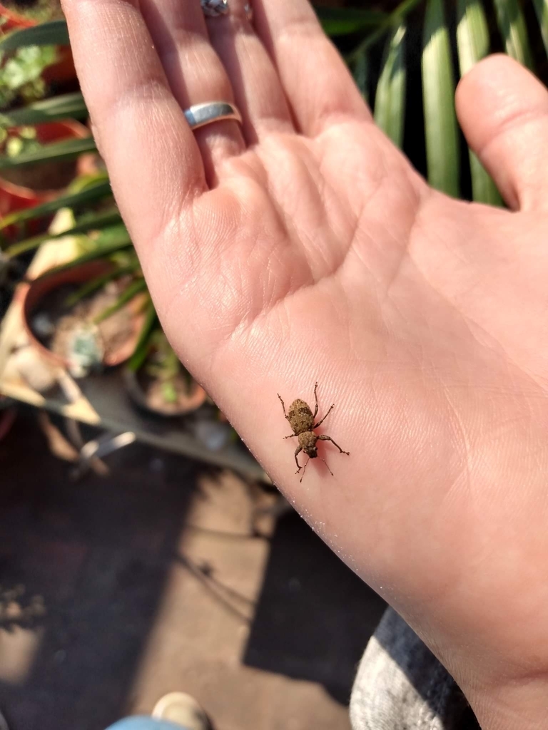 Pantomorus postfasciatus from San Nicolás de Los Arroyos by paulav97 ...