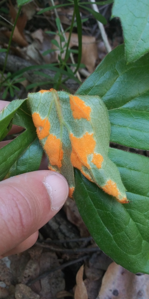 Mayapple Rust in April 2022 by jim · iNaturalist